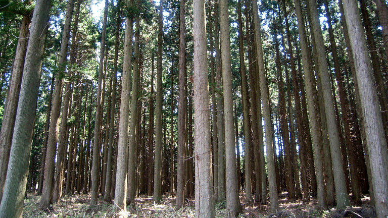 About Mitsui's Forests | Mitsui's Forests | Sustainability | MITSUI ...